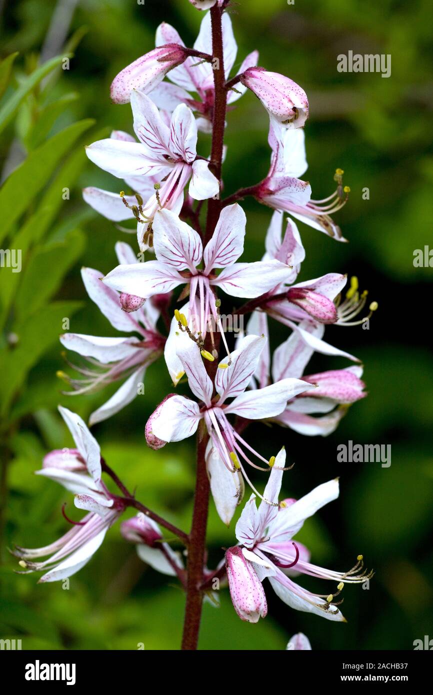 Burning Bush (Dictamnus albus) flowers Stock Photo - Alamy
