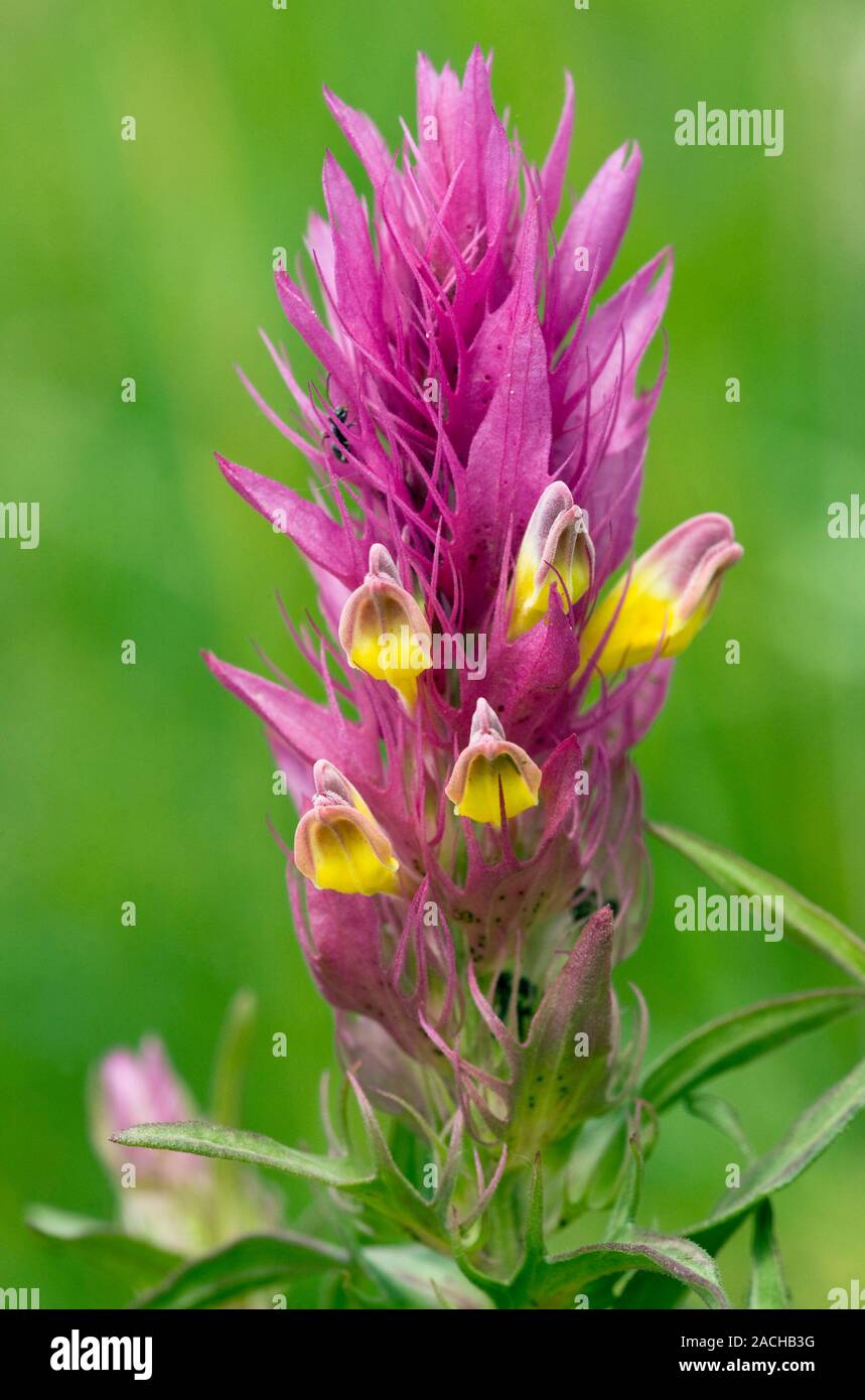Field Cow-wheat (Melampyrum arvense) flowers Stock Photo - Alamy