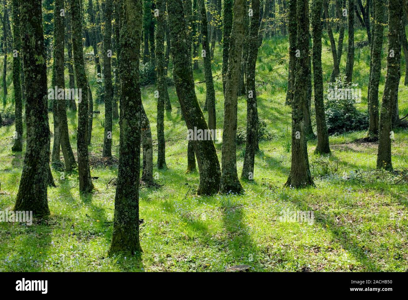Bosco Quarto Oak (Quercus) woodland on the Gargano Peninsula in Italy ...