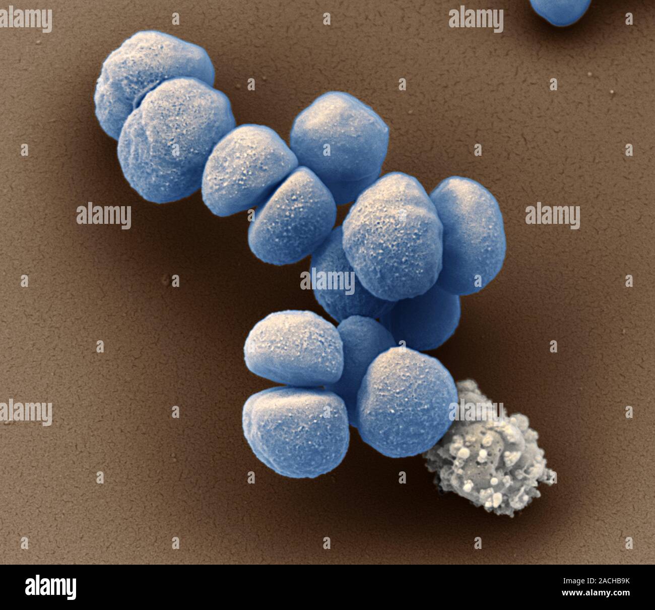 Lactic acid bacteria. Coloured scanning electron micrograph (SEM) of ...