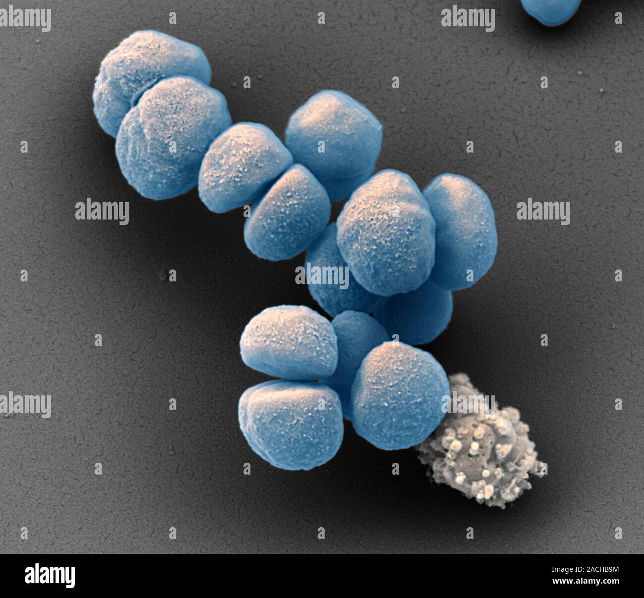 Lactic acid bacteria. Coloured scanning electron micrograph (SEM) of ...