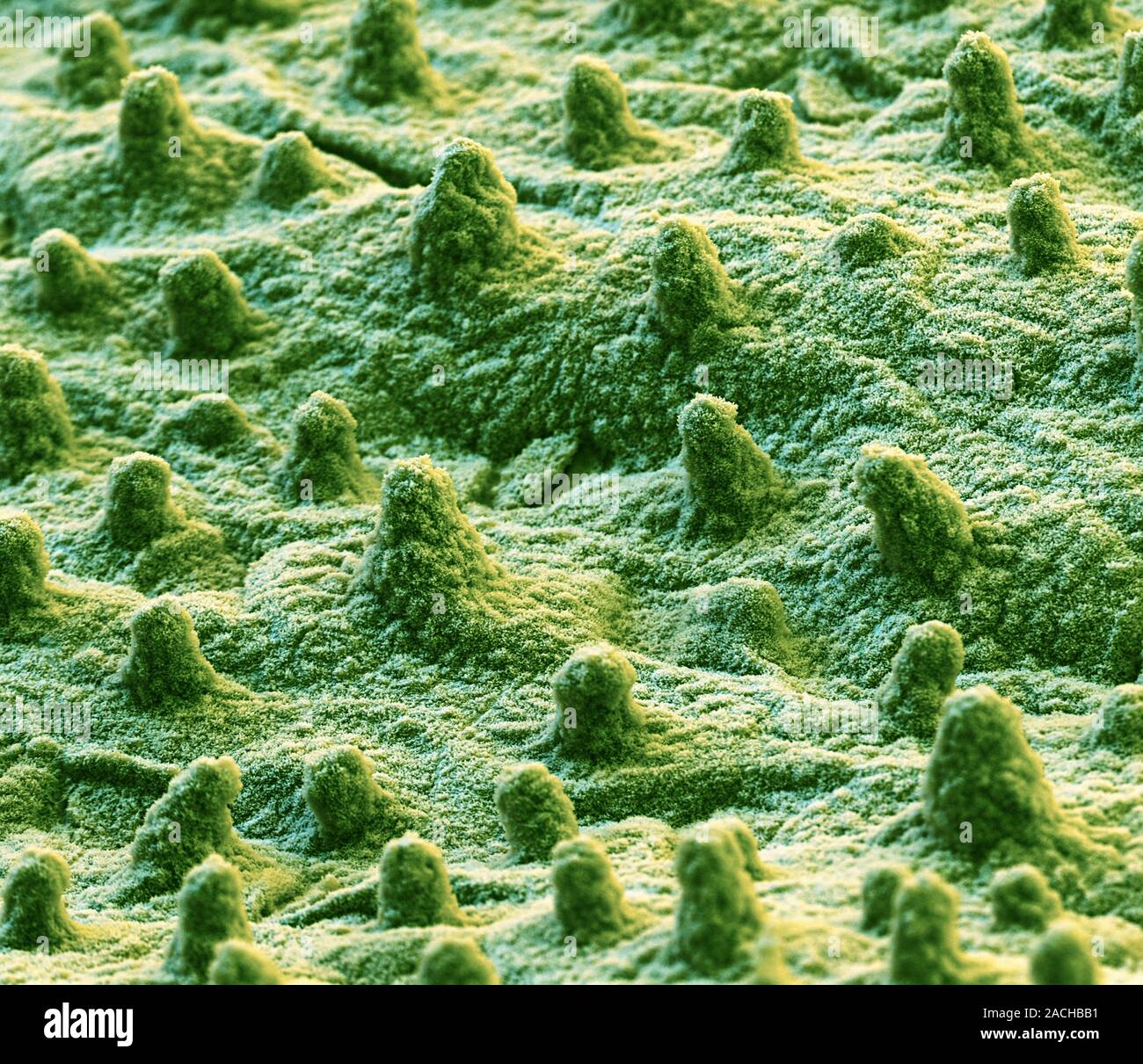 Lotus leaf surface. Coloured scanning electron micrograph (SEM) showing ...