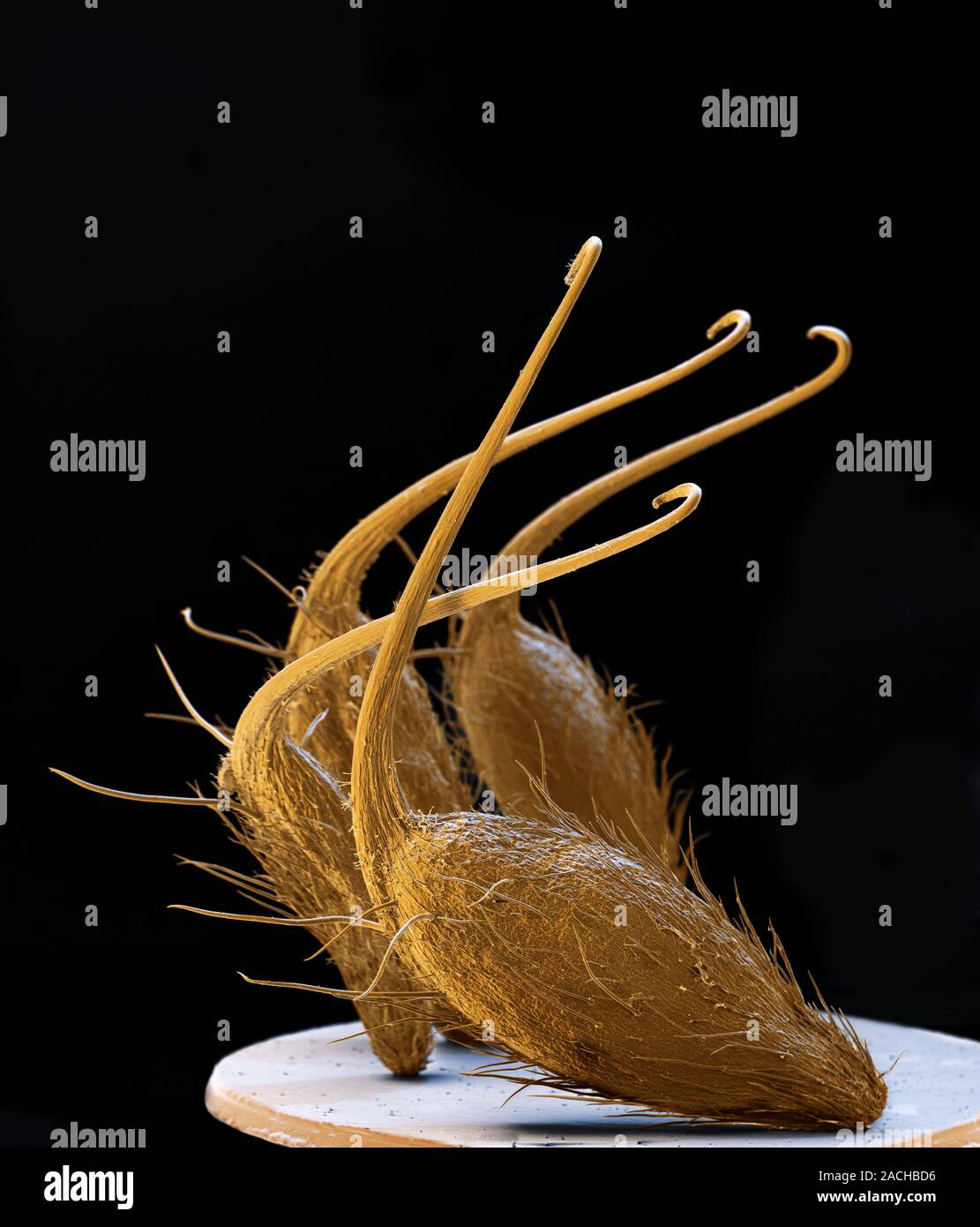 Wood avens seeds. Coloured scanning electron micrograph (SEM) of seeds ...