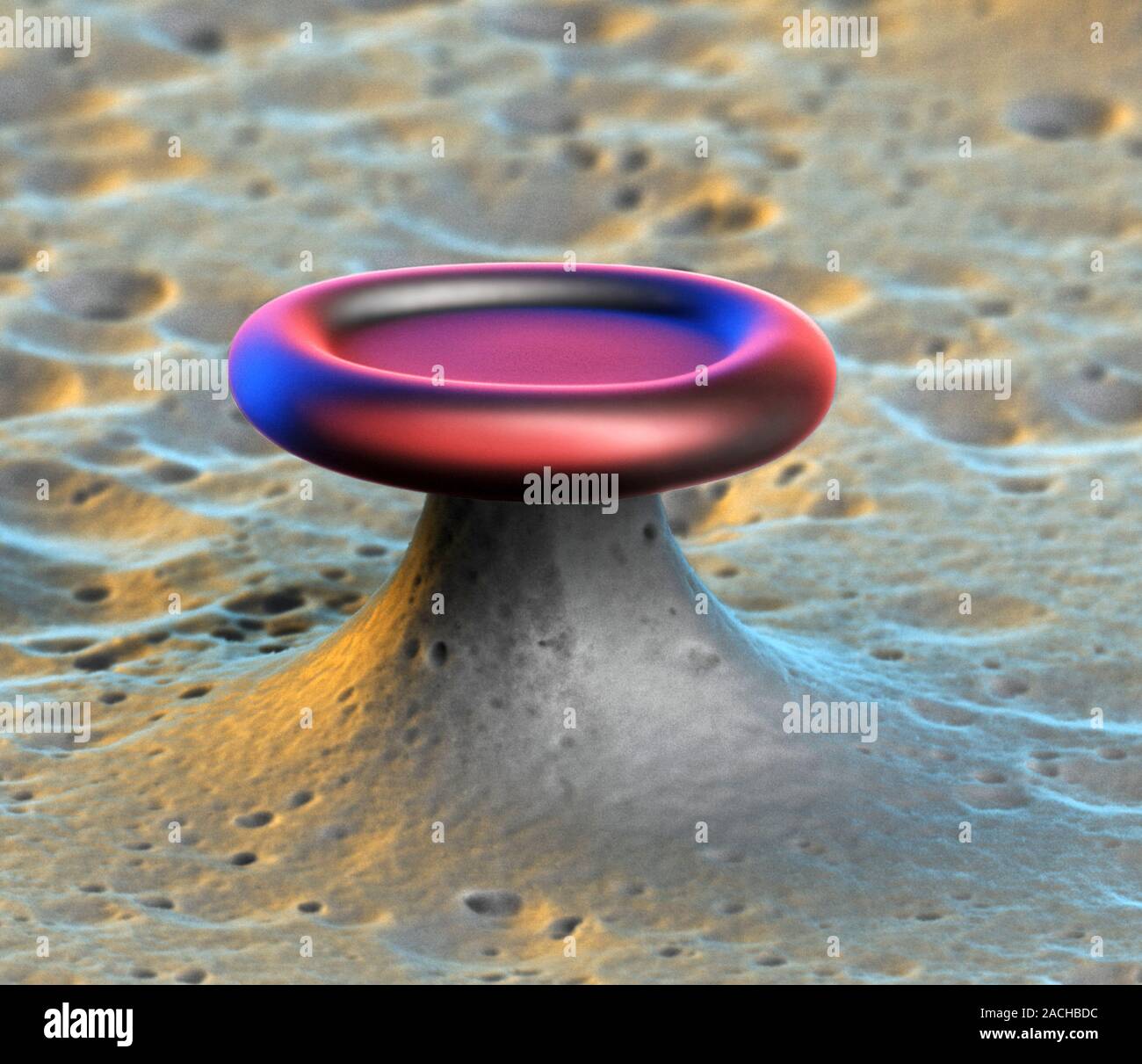Toroidal resonator. Coloured scanning electron micrograph (SEM) of a ...