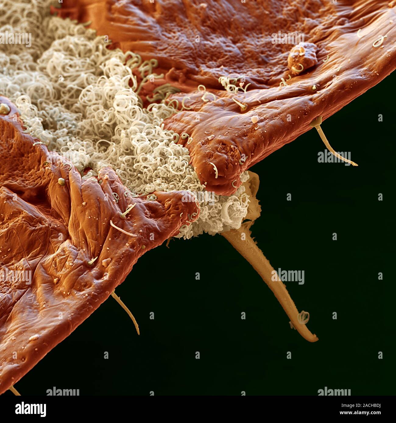 Scale insect secretions. Coloured scanning electron micrograph (SEM) of ...