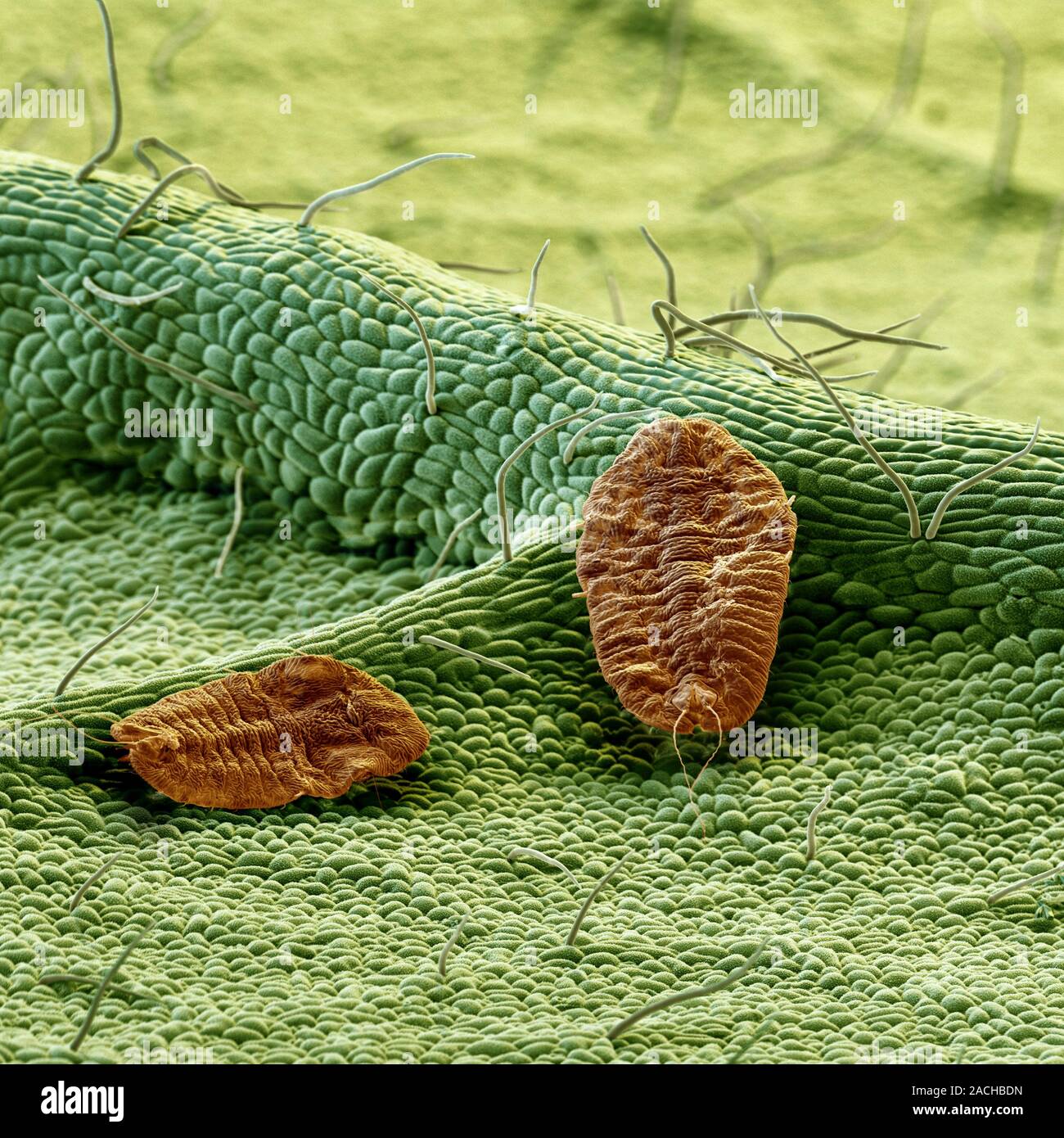 Scale insects. Coloured scanning electron micrograph (SEM) of two scale ...