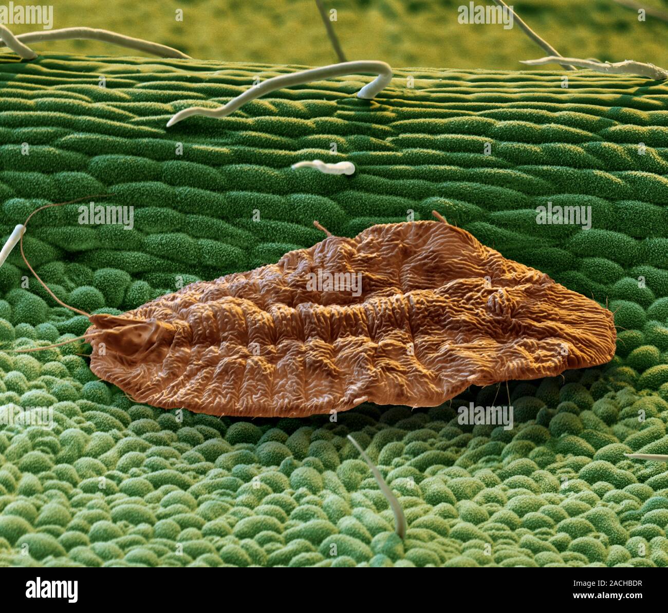 Scale insect. Coloured scanning electron micrograph (SEM) of a scale ...