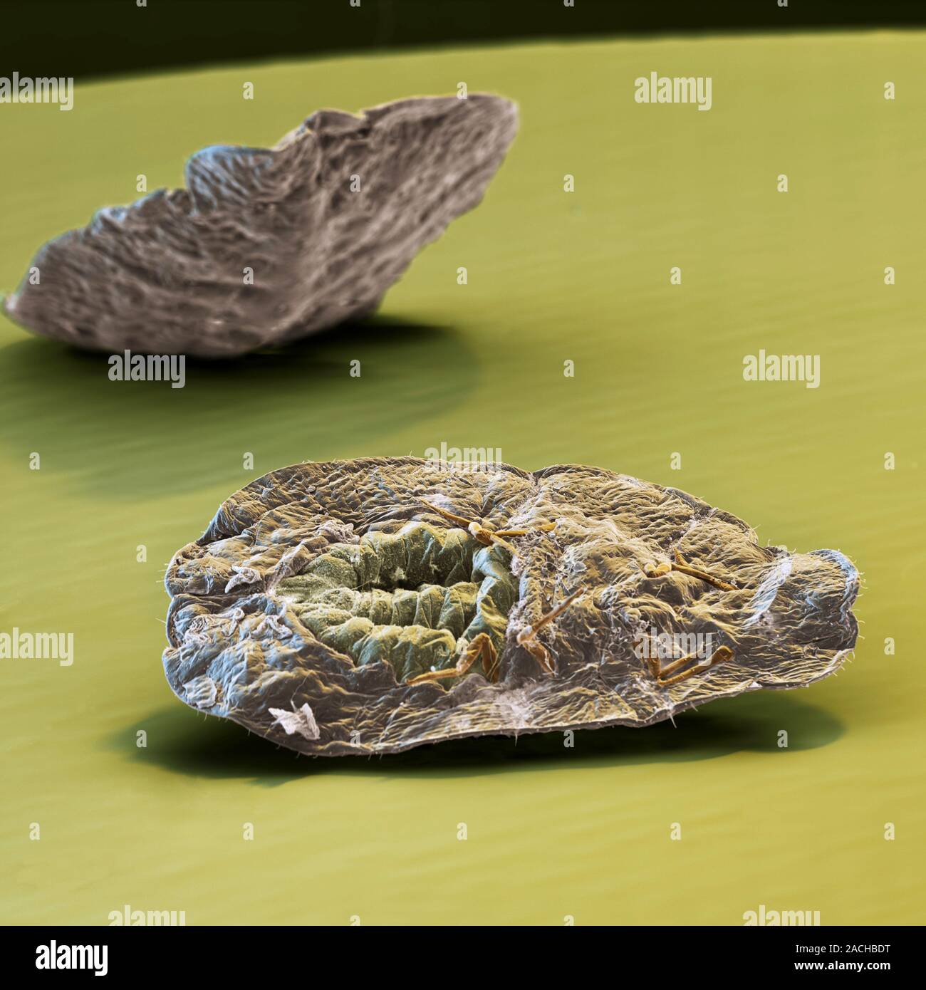 Scale insects. Coloured scanning electron micrograph (SEM) of two scale ...