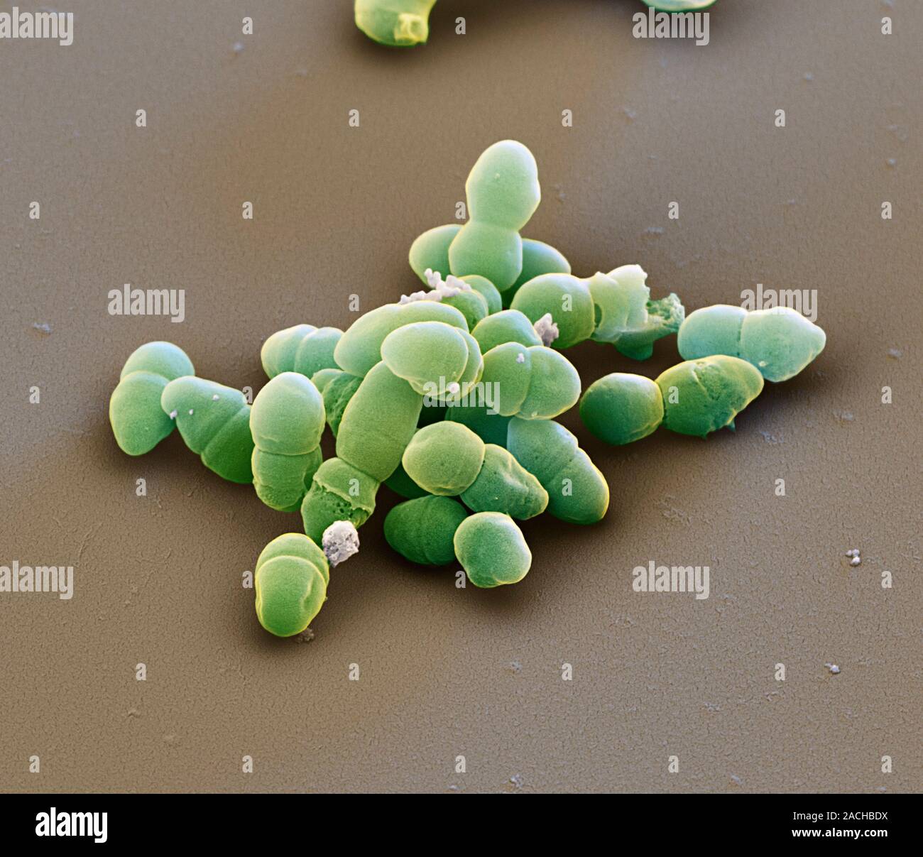 Staphylococcus epidermidis bacteria. Coloured scanning electron ...