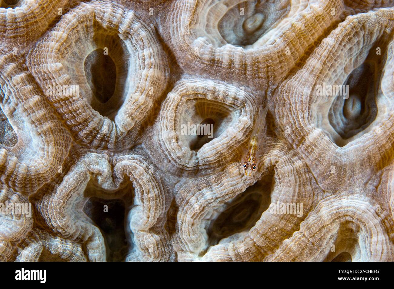 Ghost goby (Bryaninops erythrops, centre left) resting on hard coral ...