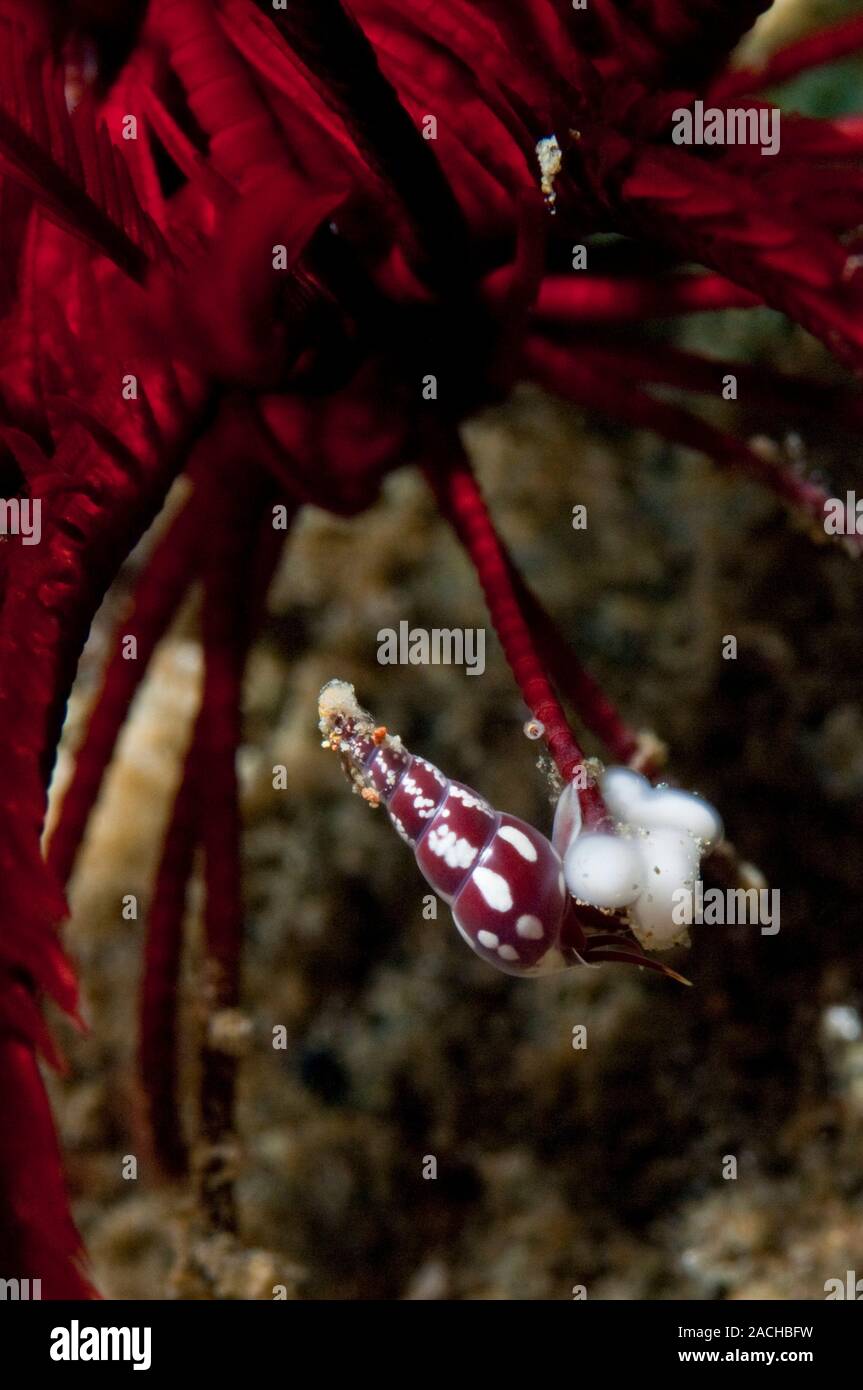 Parasitic sea snail laying eggs on a featherstar (crinoid ...