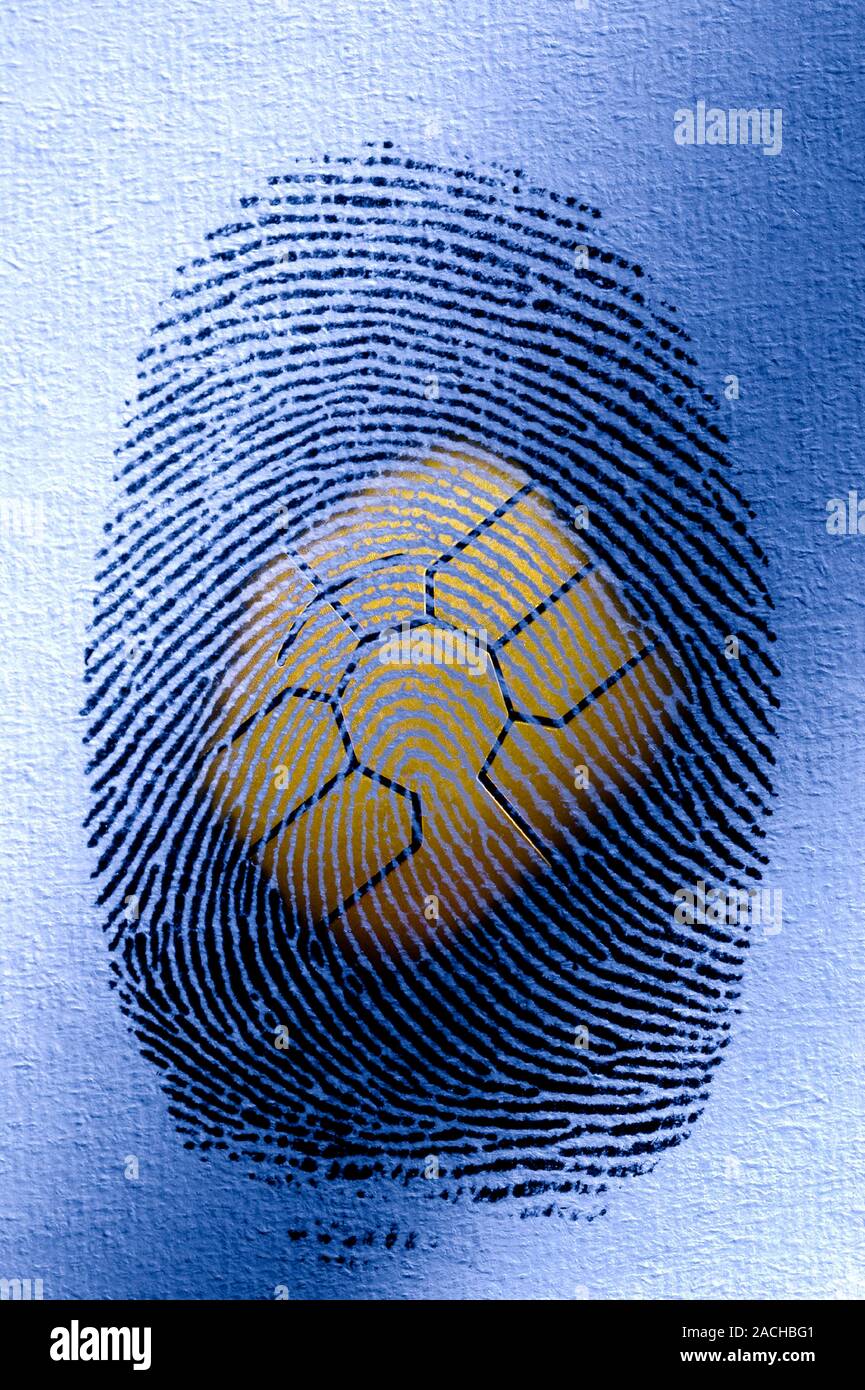 Fingerprint identification. Fingerprint and microchip representing a ...
