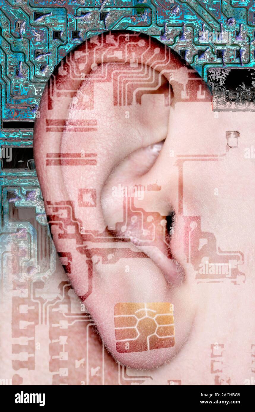 Biometric data, conceptual image. Ear, microchip and circuit board ...