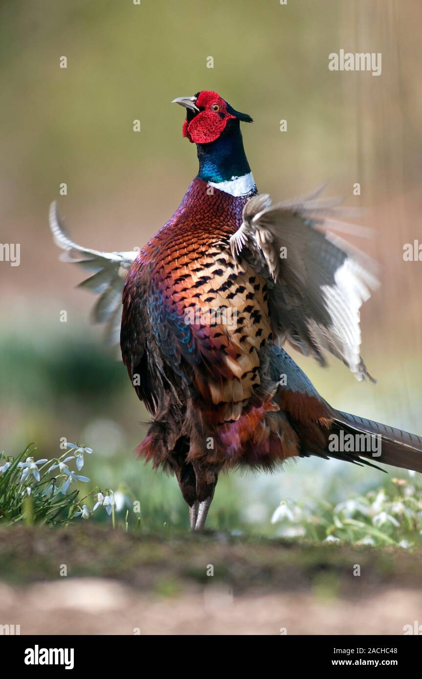 Male common pheasant (Phasianus colchicus) displaying its breeding ...