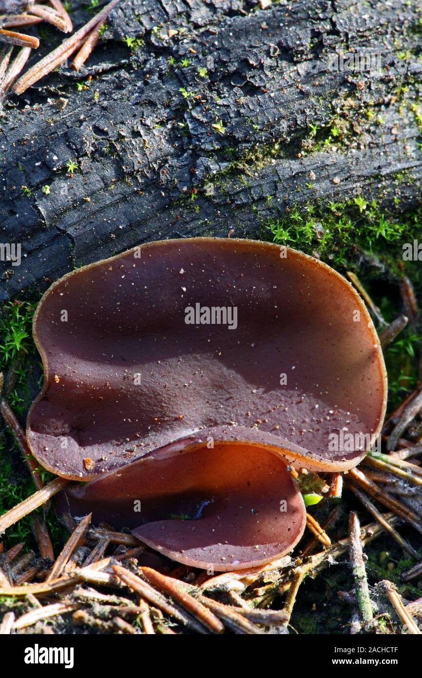 Peziza cup fungus (Peziza lobulata) growing two months after a forest ...