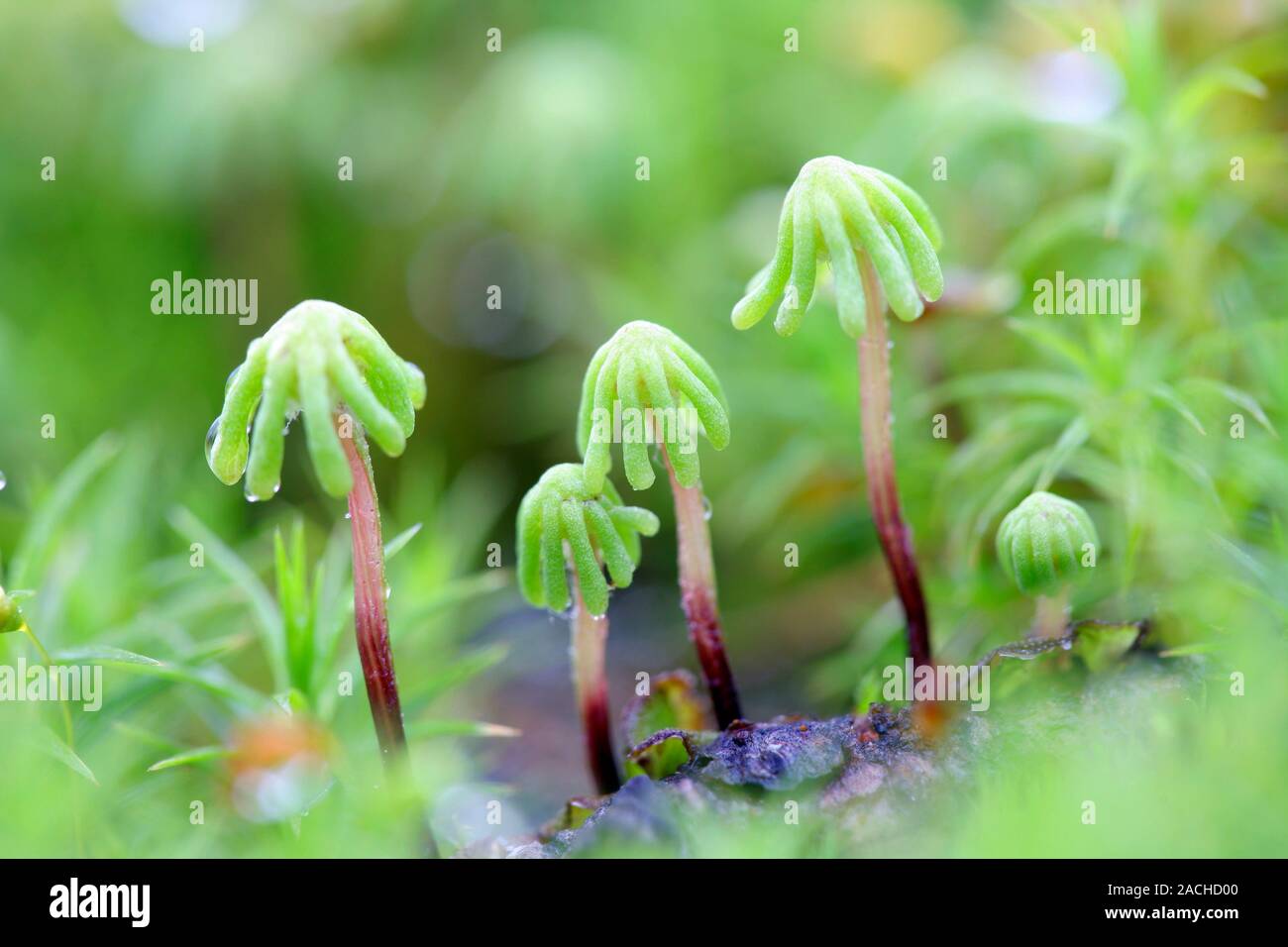 Common liverwort (Marchantia polymorpha) growing one year after a ...