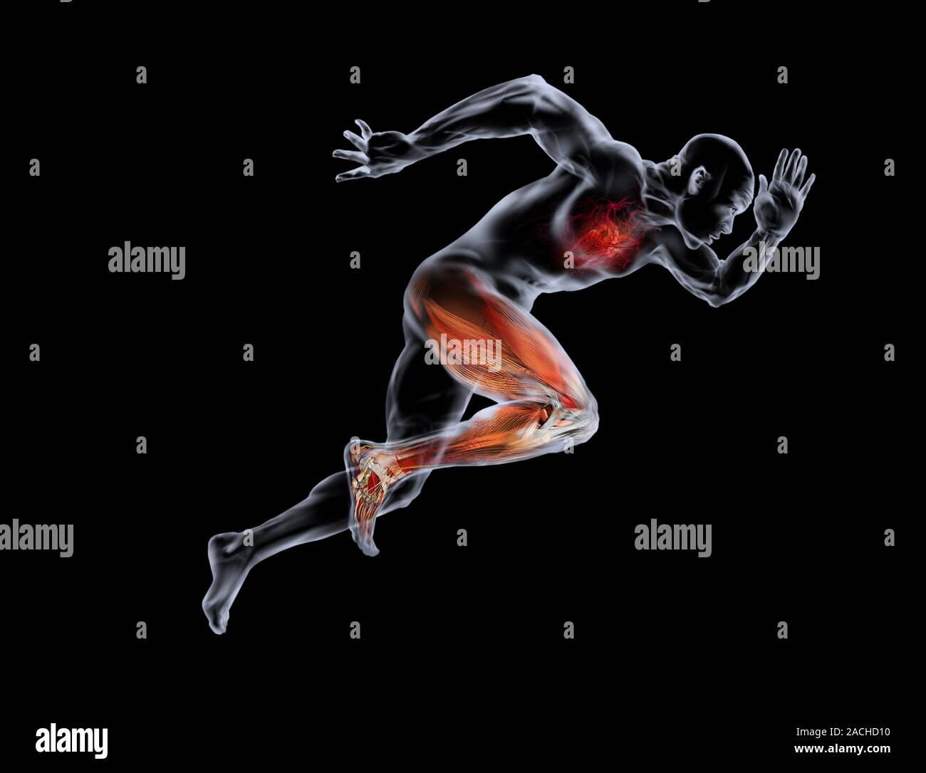 Sprinter. Computer artwork of a sprinter, showing the anatomy of one of ...
