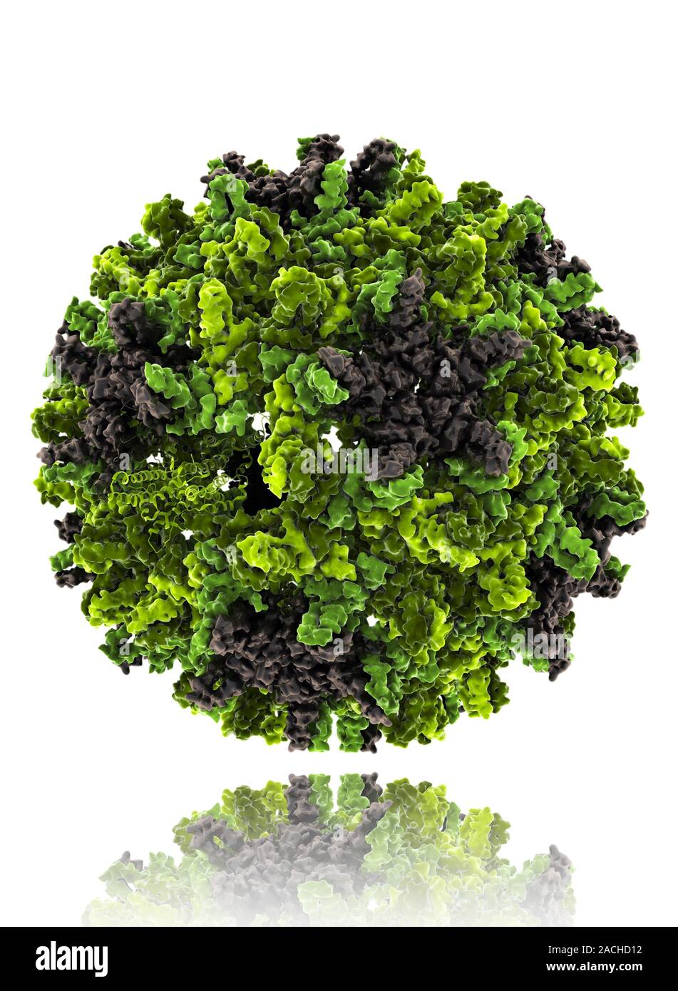 Hepatitis B virus (HBV) particle. Computer artwork of the nucleocapsid ...