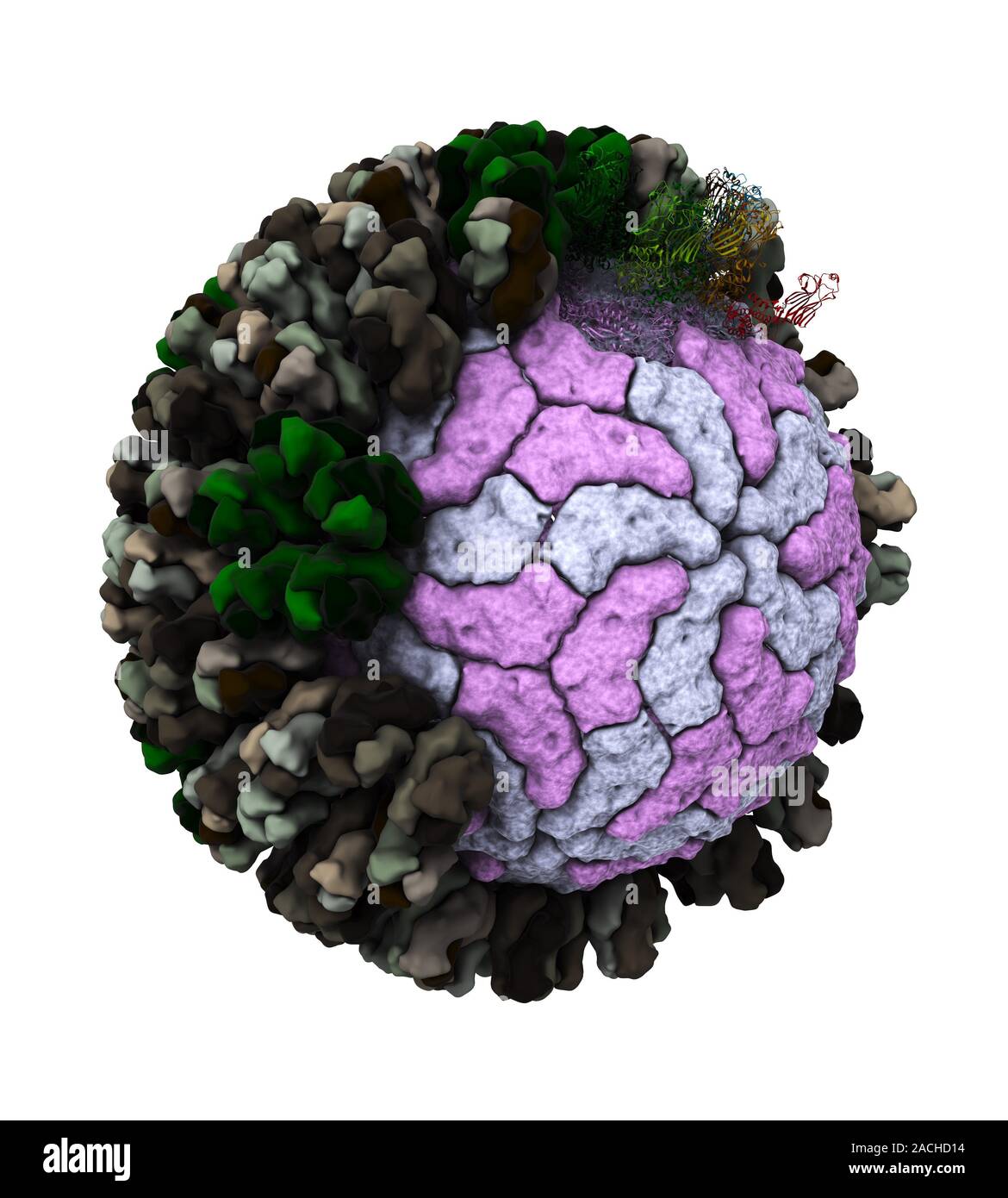 Rotavirus particle. Cut-away artwork showing the structure of the ...