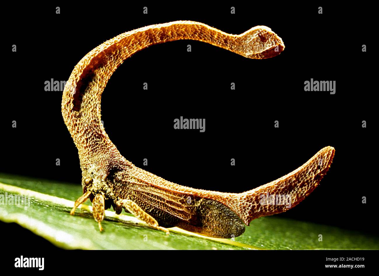 Treehopper (Cladonota benitezi) on a leaf. Treehoppers (family ...