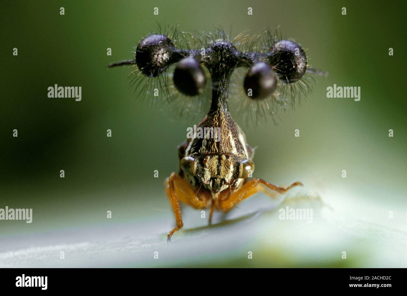 Treehopper (Bocydium globulare) on a leaf. Treehoppers (family ...