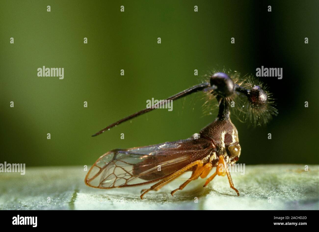 Treehopper (Bocydium globulare) on a leaf. Treehoppers (family ...