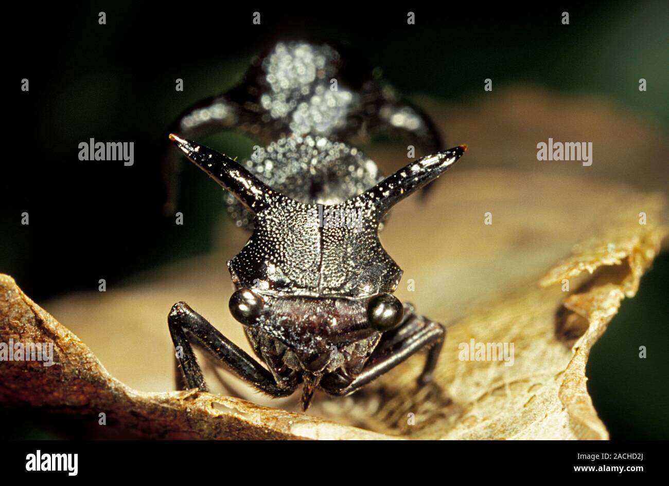 Treehopper (Heteronotus nigrogiganteus) on a leaf. Treehoppers (family ...