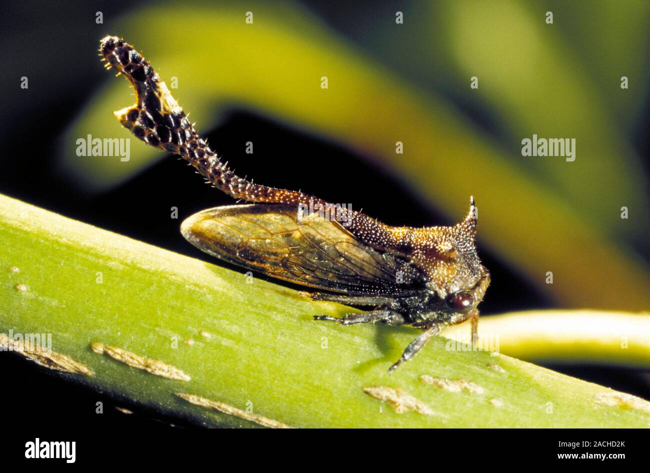 Treehopper (Heteronotus delineatus) feeding on a plant stem ...