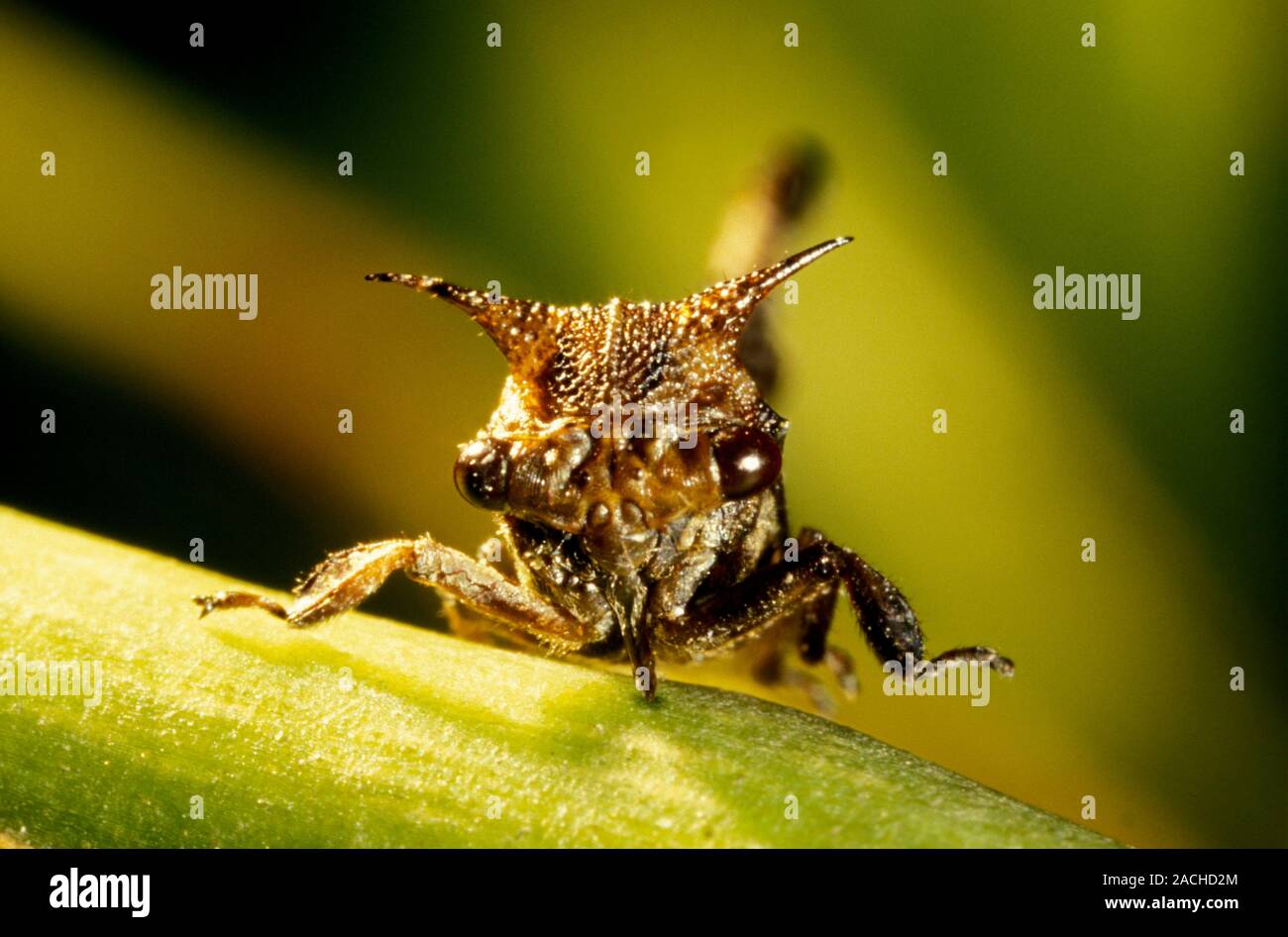 Treehopper (Heteronotus delineatus) feeding on a plant stem ...
