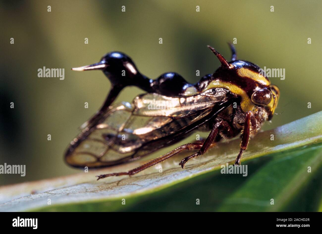 Treehopper (Heteronotus albopunctatus) on a leaf. Treehoppers (family ...