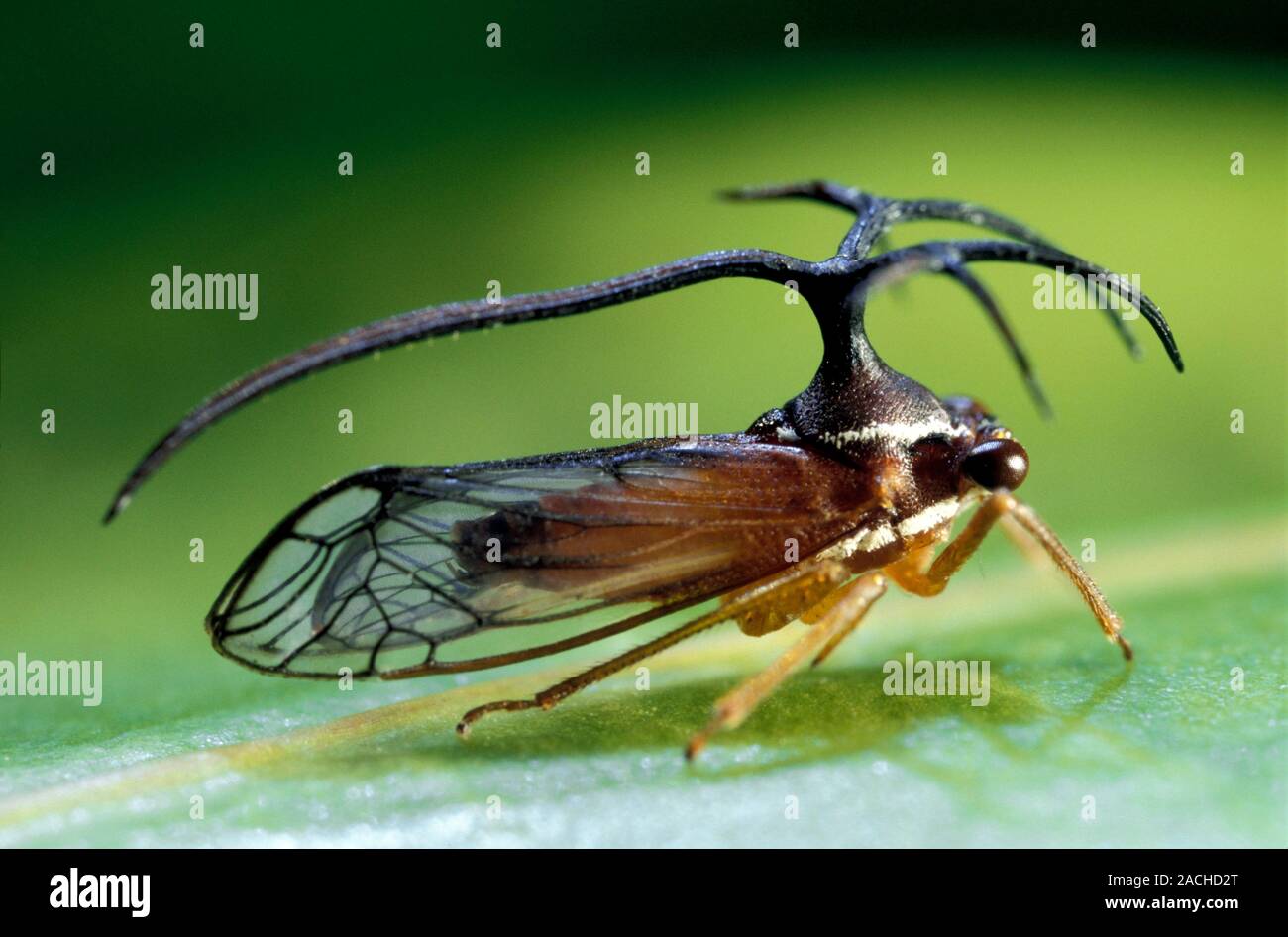 Treehopper (Umbelligerus peruviensis) on a leaf. Treehoppers (family ...