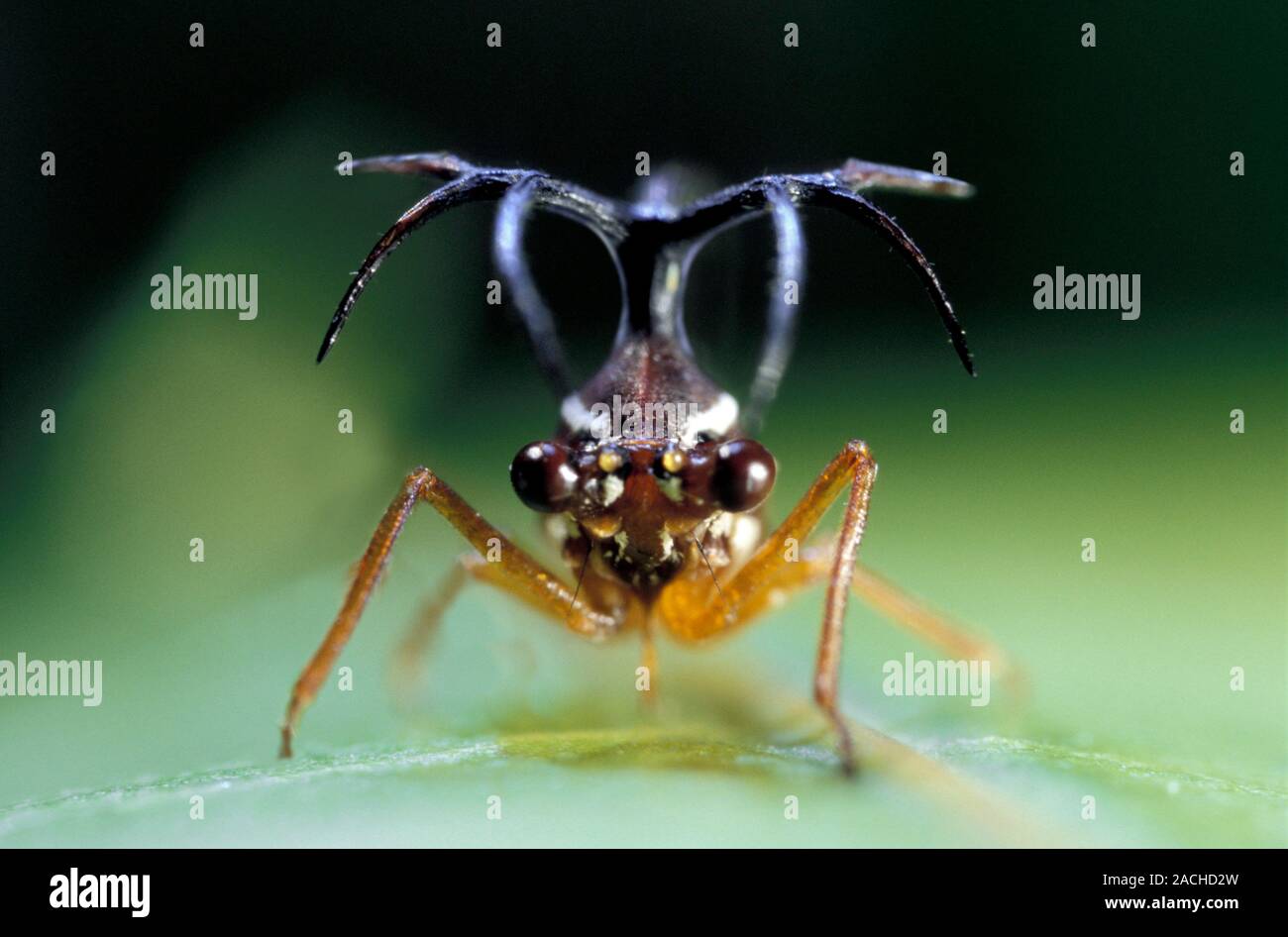 Treehopper (Umbelligerus peruviensis) on a leaf. Treehoppers (family ...