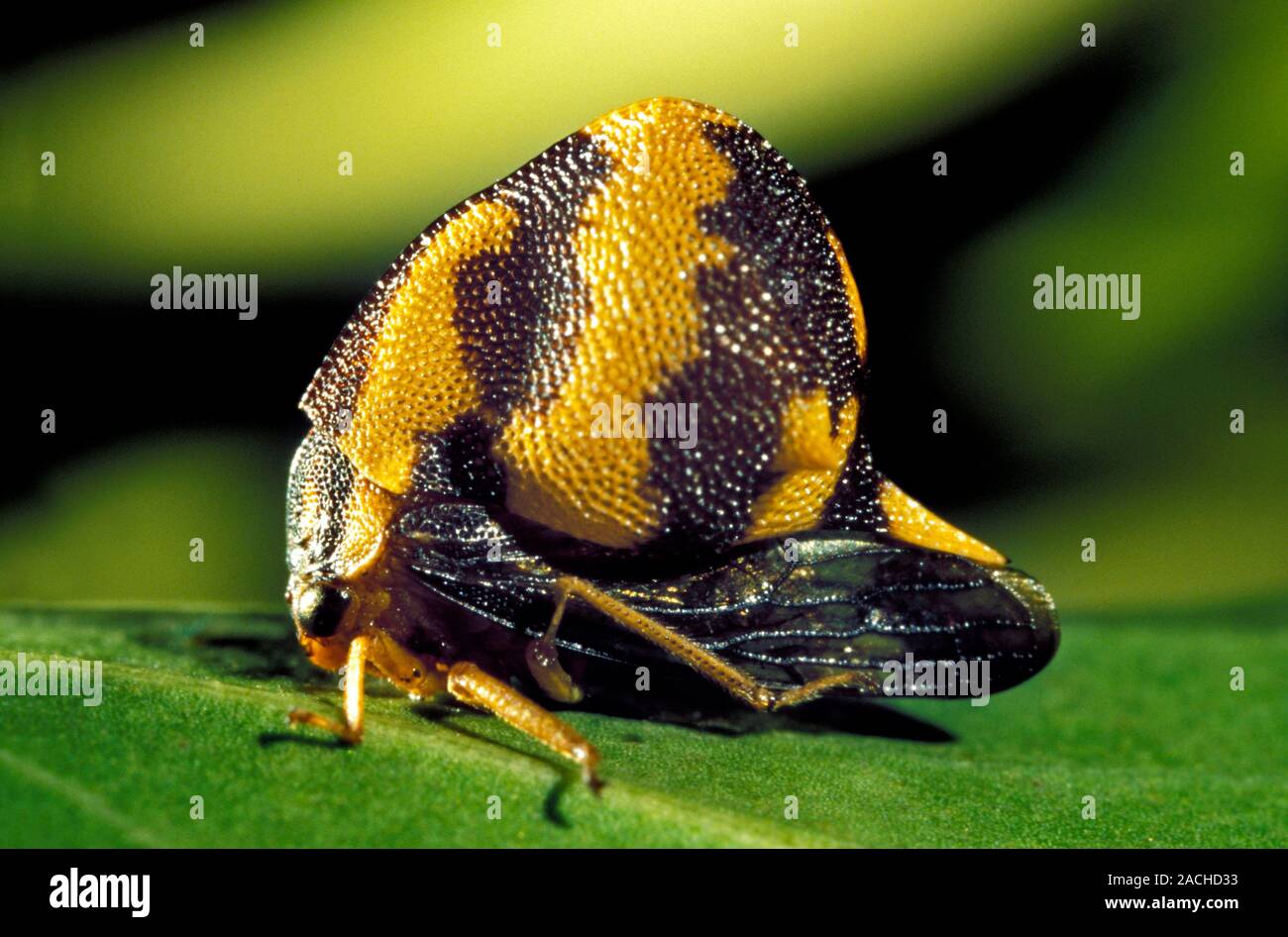 Treehopper (Anchistrotus maculatus) on a leaf. Treehoppers (family ...