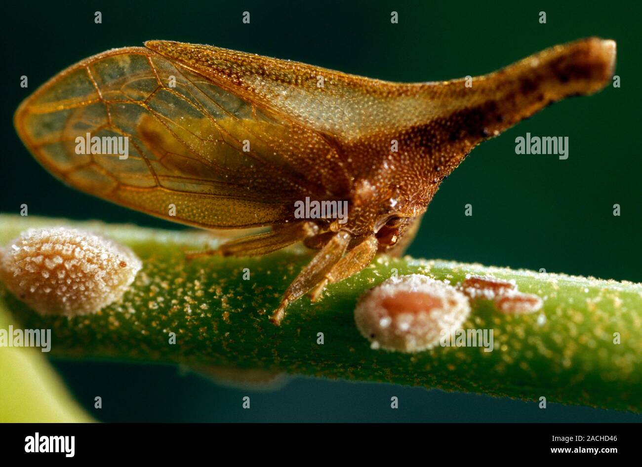 Treehopper. Female Lycoderes fernandezi treehopper laying eggs on a ...
