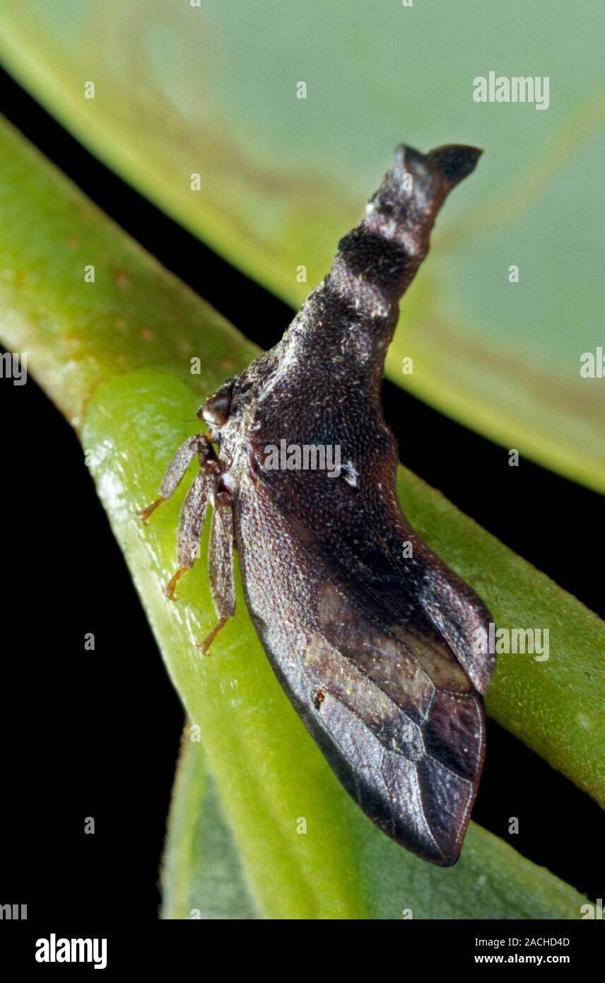 Treehopper (Lycoderes fabricii) on a plant stem. Treehoppers (family ...