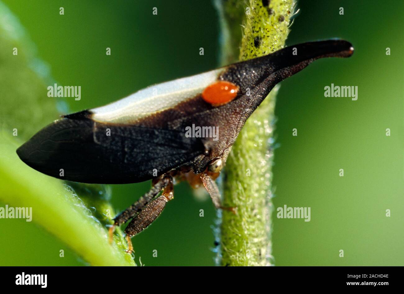 Treehopper and louse. Louse (order Phthiraptera, red) on the side of an ...
