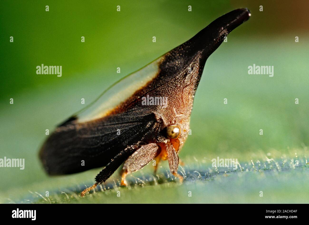 Treehopper (Enchenopa albidorsa) on a plant stem. Treehoppers (family ...