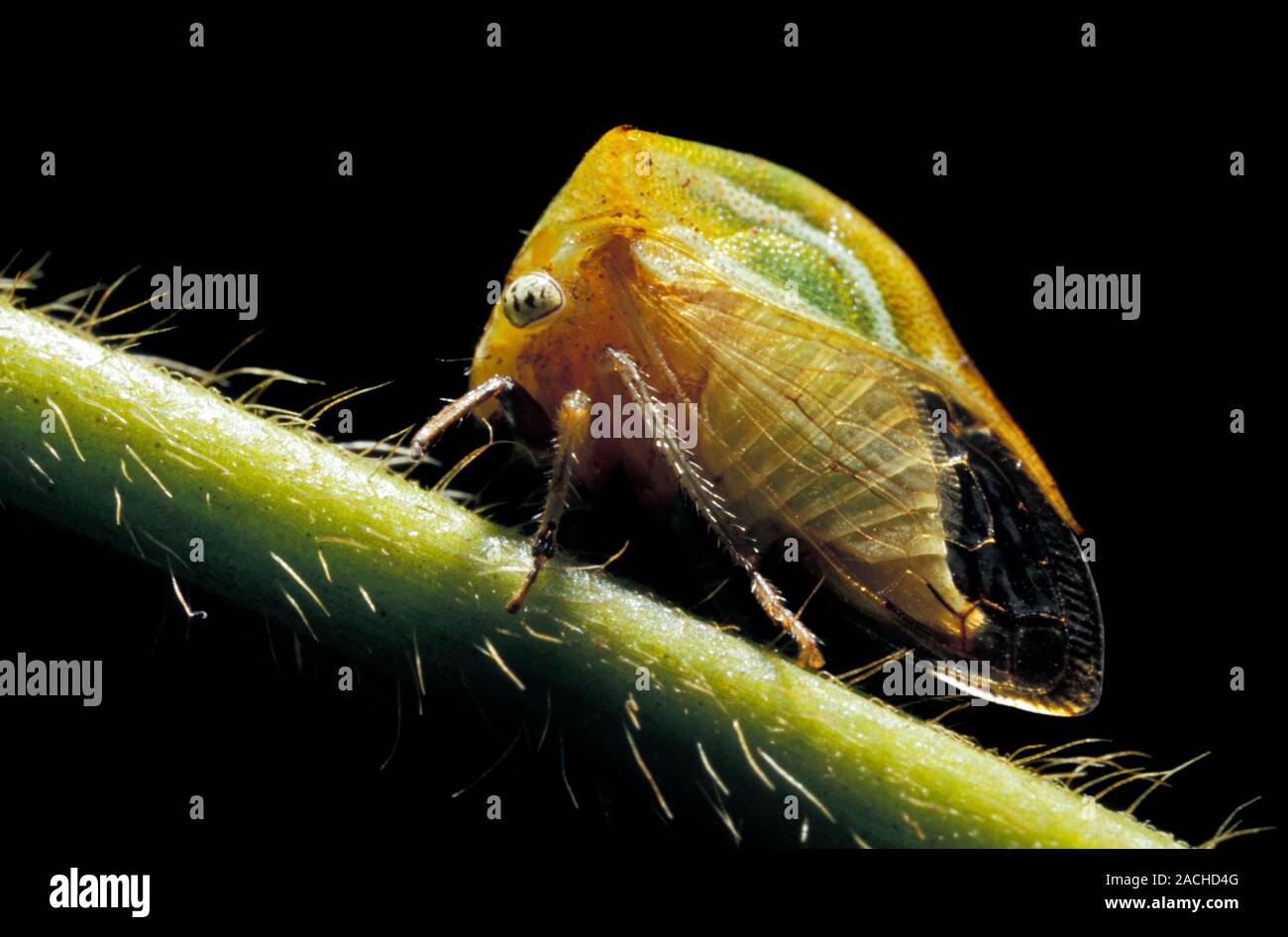 Treehopper (Nassunia binotata) on a plant stem. Treehoppers (family ...