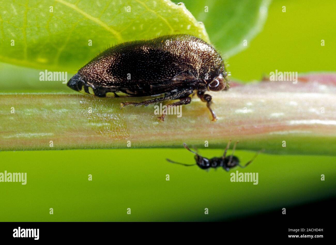 Treehopper (Tynelia pubescens) and ant (family Formicidae) on a plant ...
