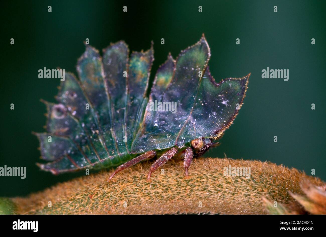 Treehopper nymph. Larva of a Cymbomorpha sp. treehopper on a plant stem ...