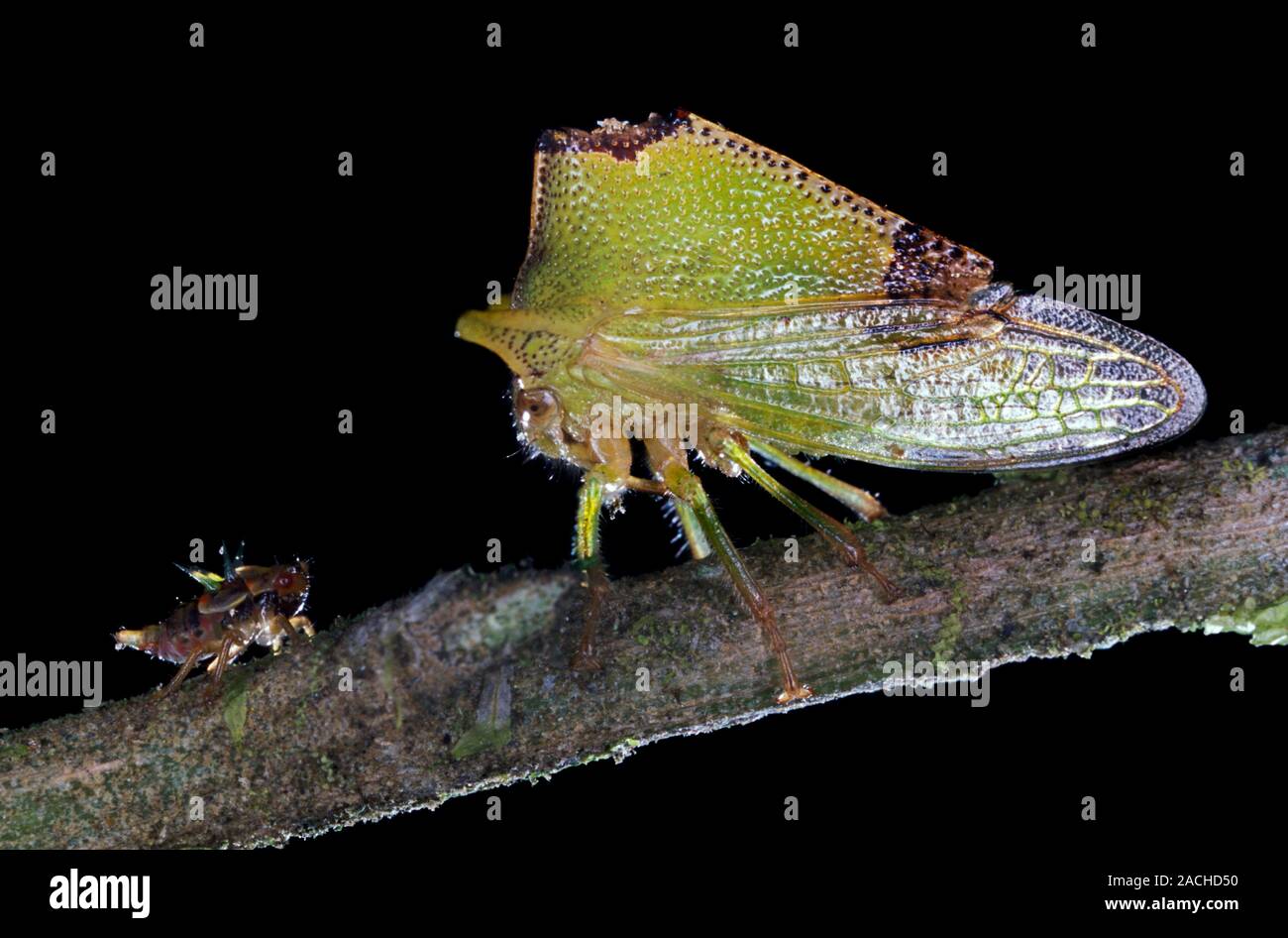 Treehopper and nymph. Female Alchisme sp. treehopper with one of her ...