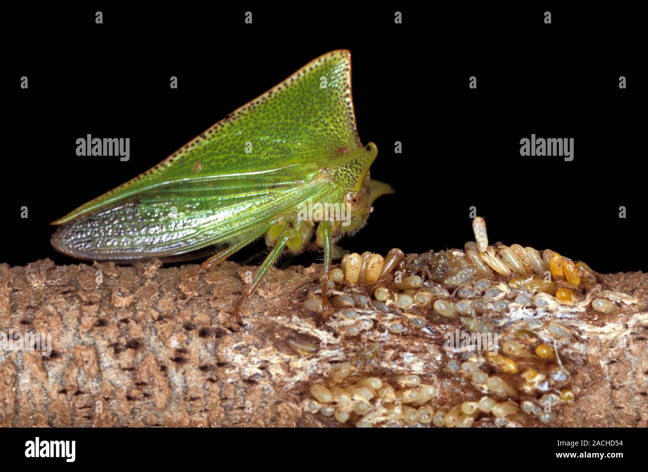 Treehopper and eggs. Female Alchisme sp. treehopper on a branch ...