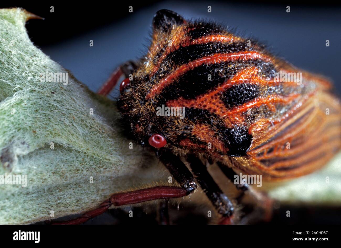 Treehopper (Metcalfiella sp.) on a plant. Treehoppers (family ...