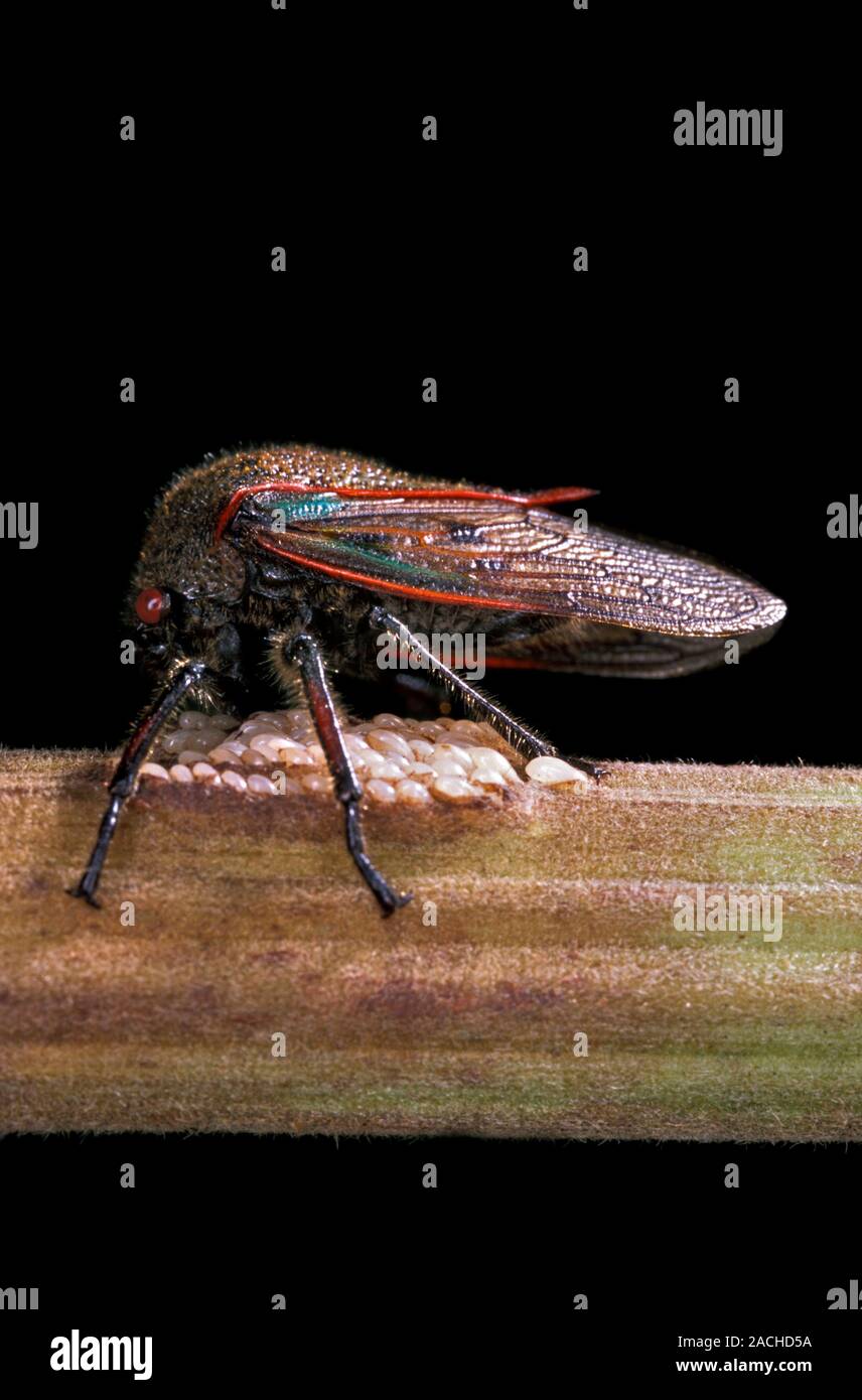 Treehopper. Female Metcalfiella sp. treehopper on a branch watching its ...