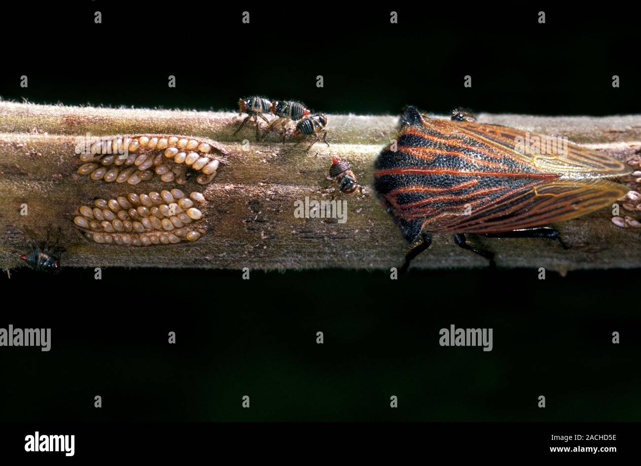 Treehopper and young. Female Metcalfiella sp. treehopper on a branch ...