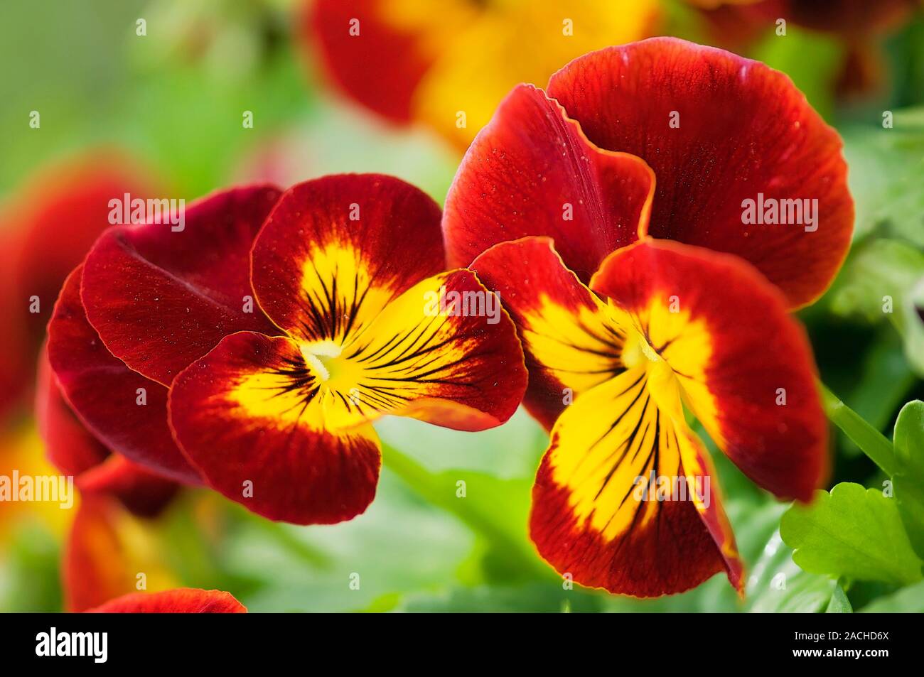 Pansy (Viola x wittrockiana) flowers in April Stock Photo - Alamy