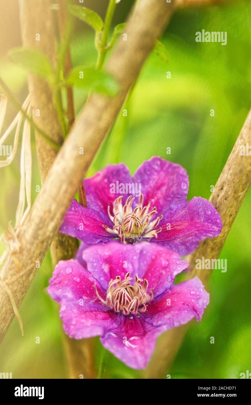 Clematis sp. flowers in July Stock Photo - Alamy
