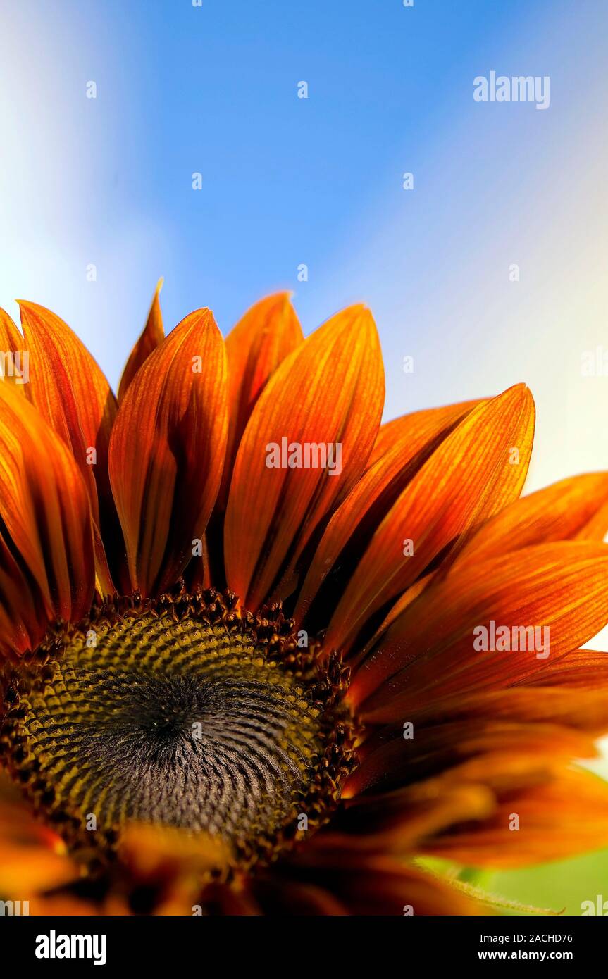 Sunflower (Helianthus annuus) in July Stock Photo - Alamy