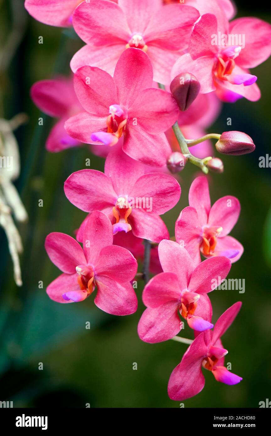 Orchid (Phalaenopsis) flowers in May Stock Photo - Alamy