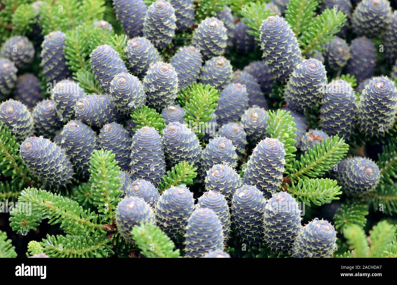 Korean Fir (Abies koreana) cones, photographed in Hallsberg, Sweden ...